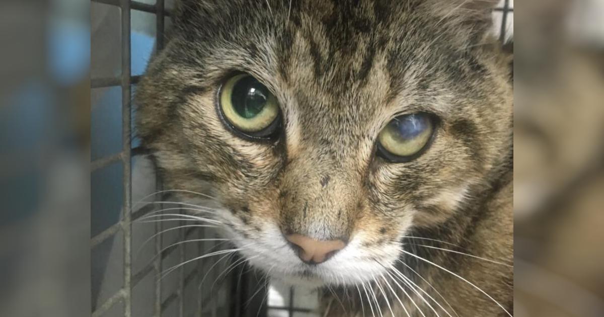 Tom the Stray Cat - Givealittle