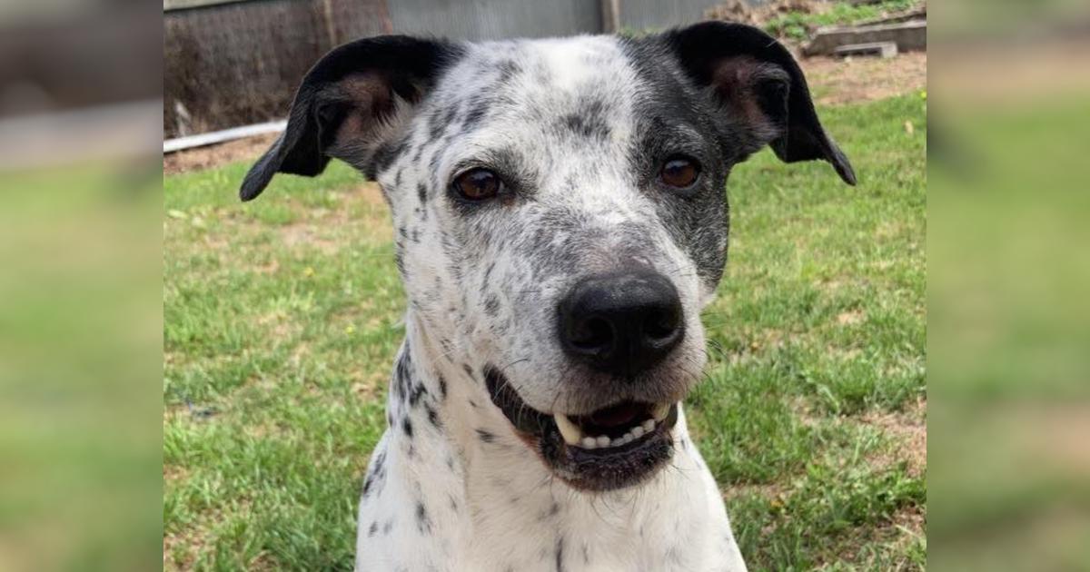 Please Help Save Our Dog! - Givealittle