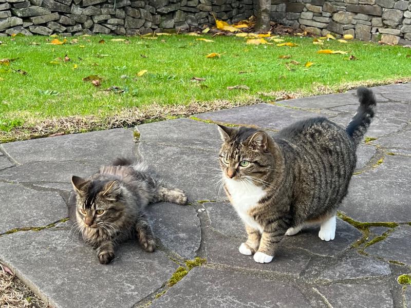 Namaste for animals - Updates - Givealittle