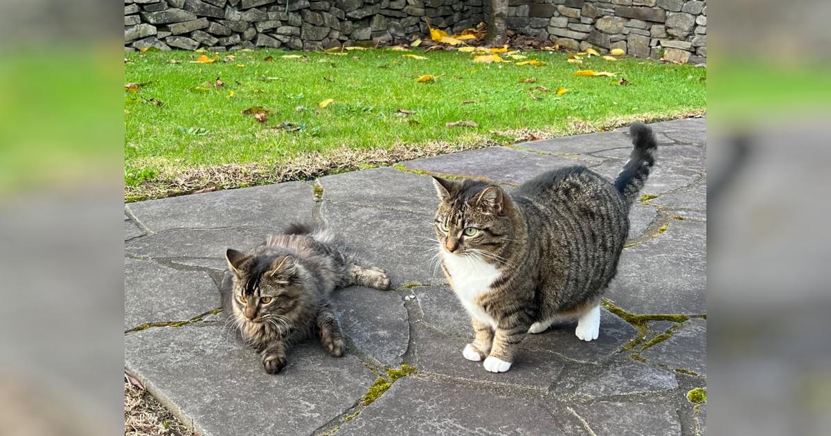 Namaste for animals - Givealittle