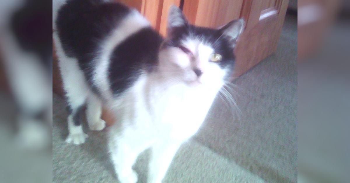 Help needed to get Meadow feeling better - Givealittle