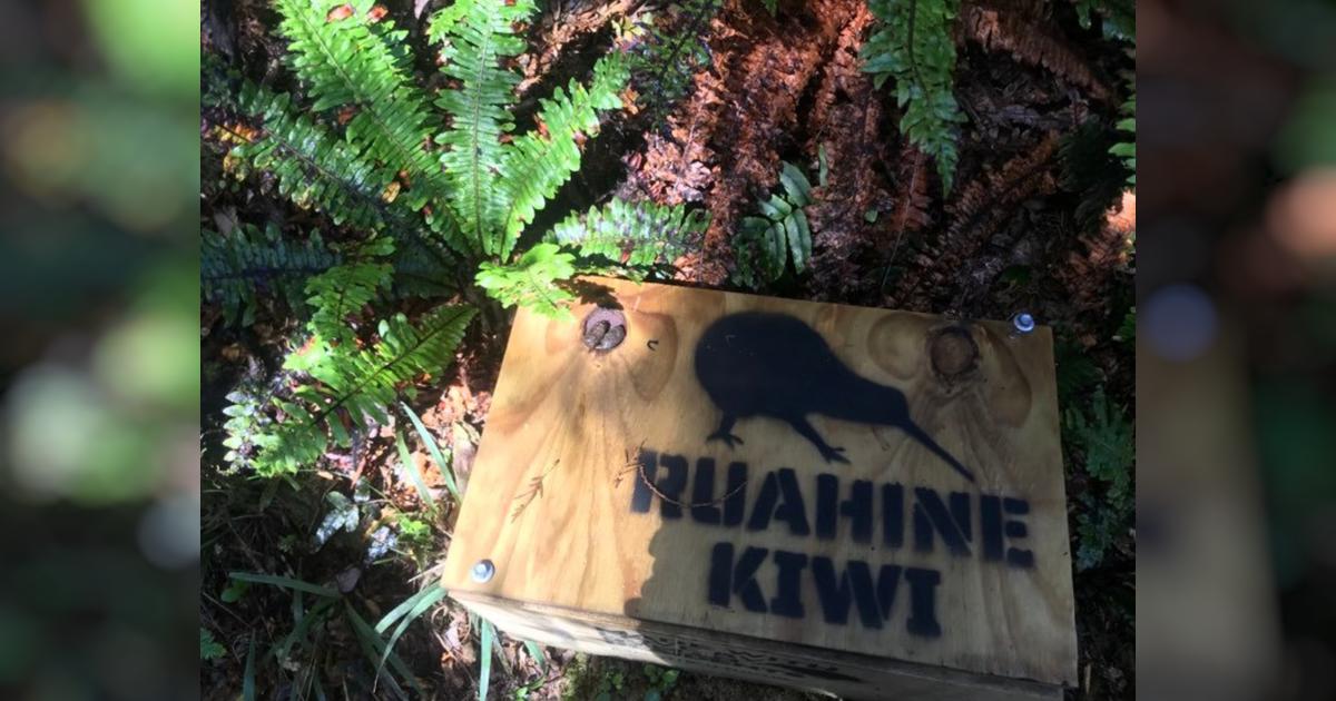Help bring kiwis back home to the Ruahine range. - Givealittle